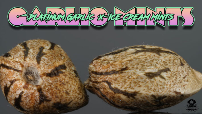 Garlic Mints | Premium Regular Photoperiod Cannabis Seeds | Buy Potent ... Garlic Mints | Premium Regular Photoperiod Cannabis Seeds | Buy Potent ...